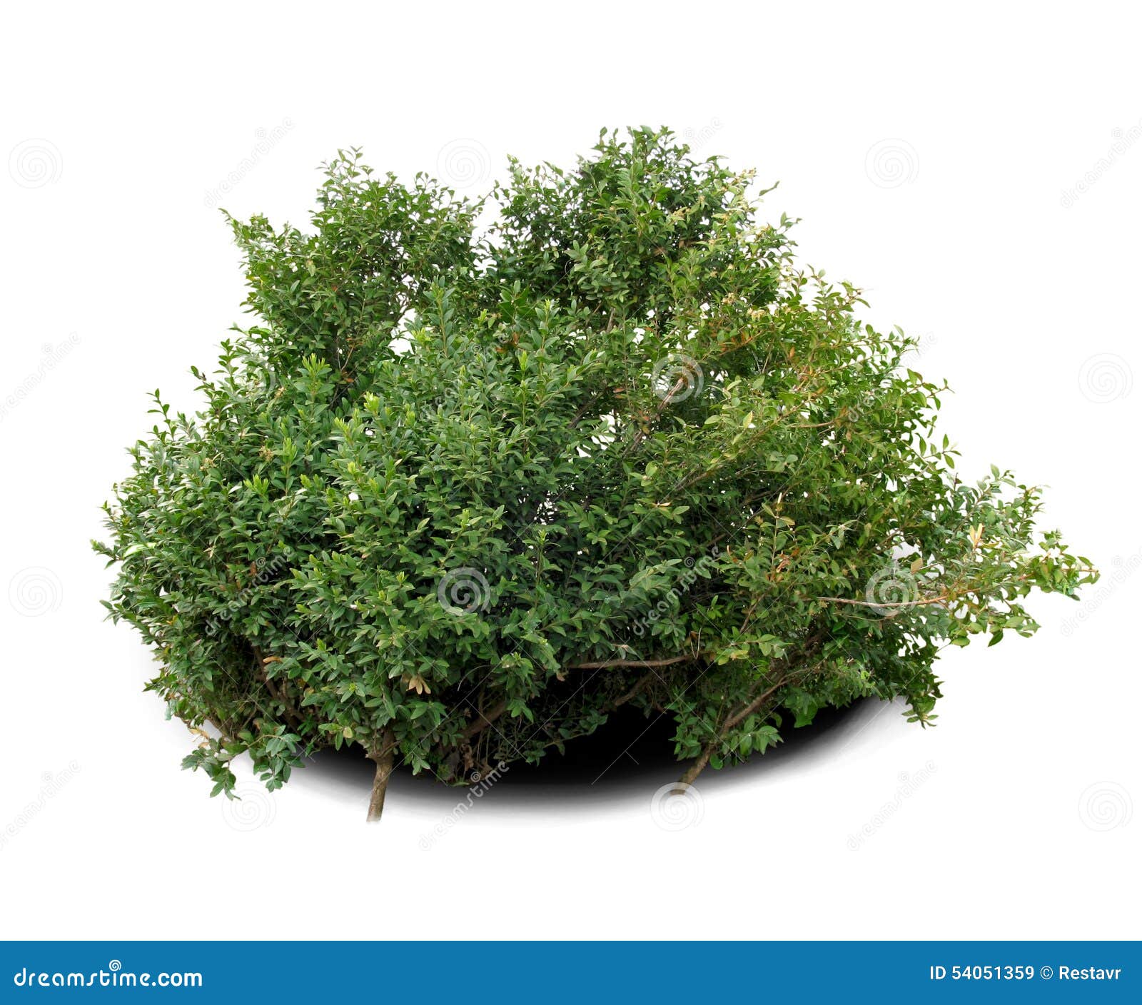 Arbusto del boj imagen de archivo. Imagen de hoja, resorte - 54051359