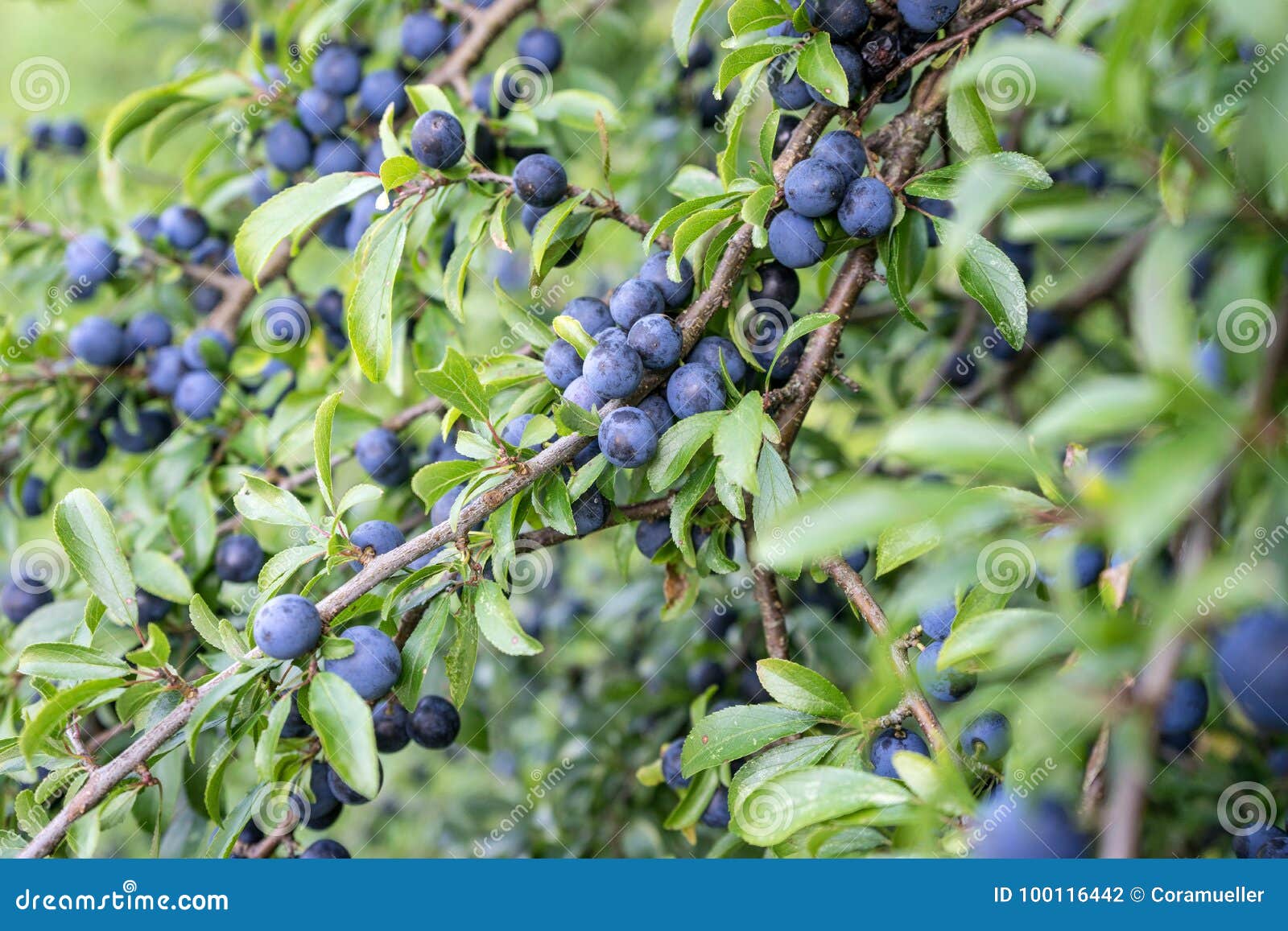 Arbusto del endrino foto de archivo. Imagen de arbusto - 100116442
