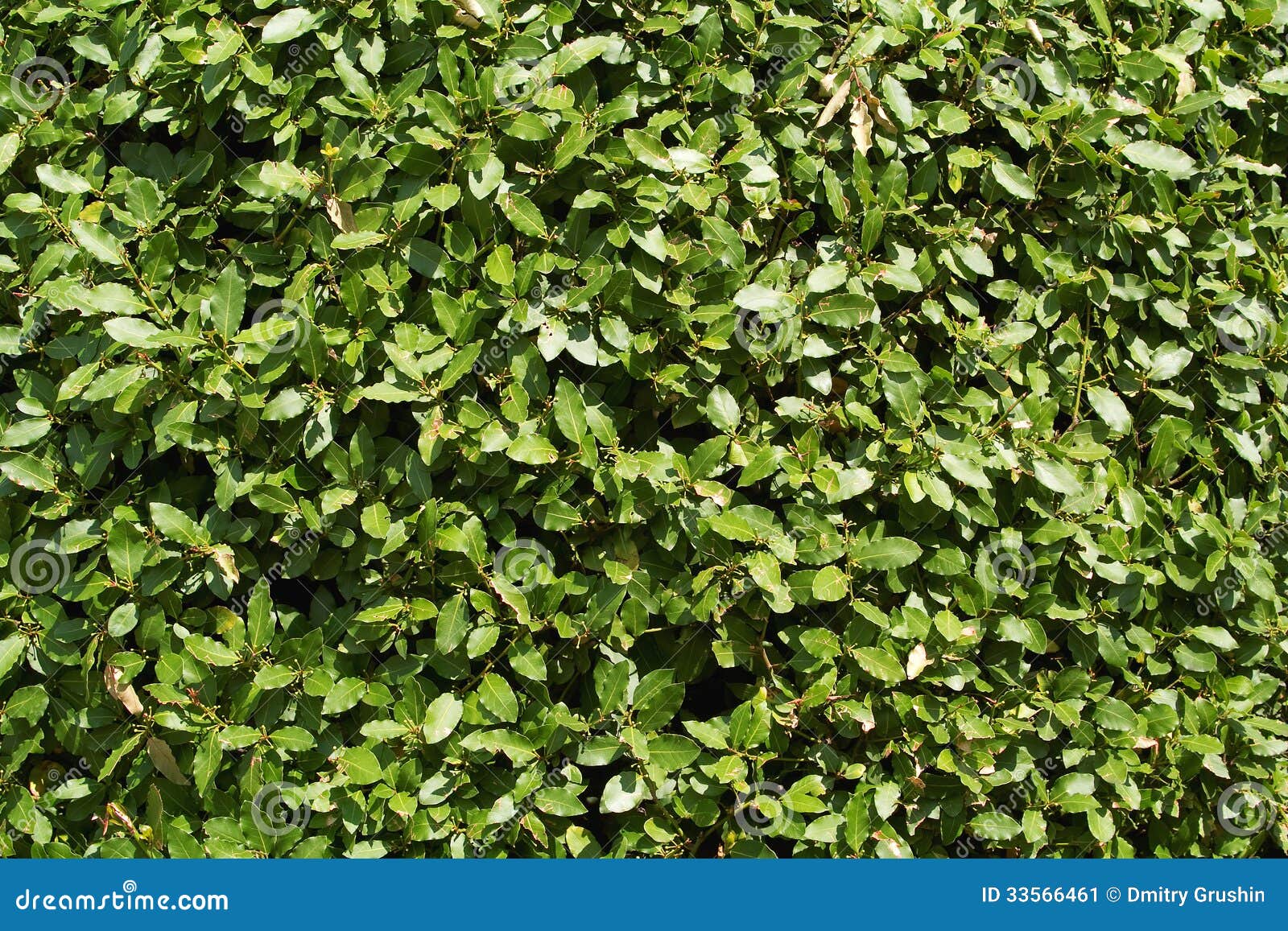 Arbusto del laurel imagen de archivo. Imagen de laureles - 33566461