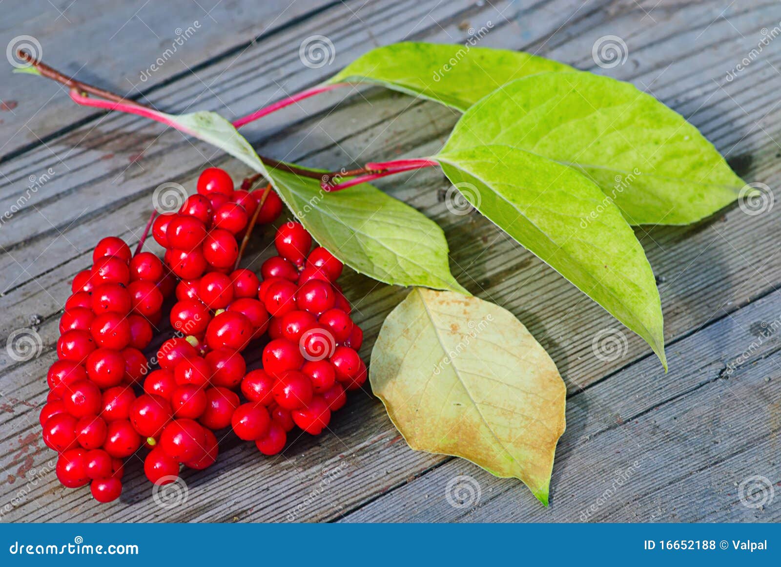 Arbusto Del Viburnum Con Le Bacche Rosse Fotografia Stock - Immagine di ...