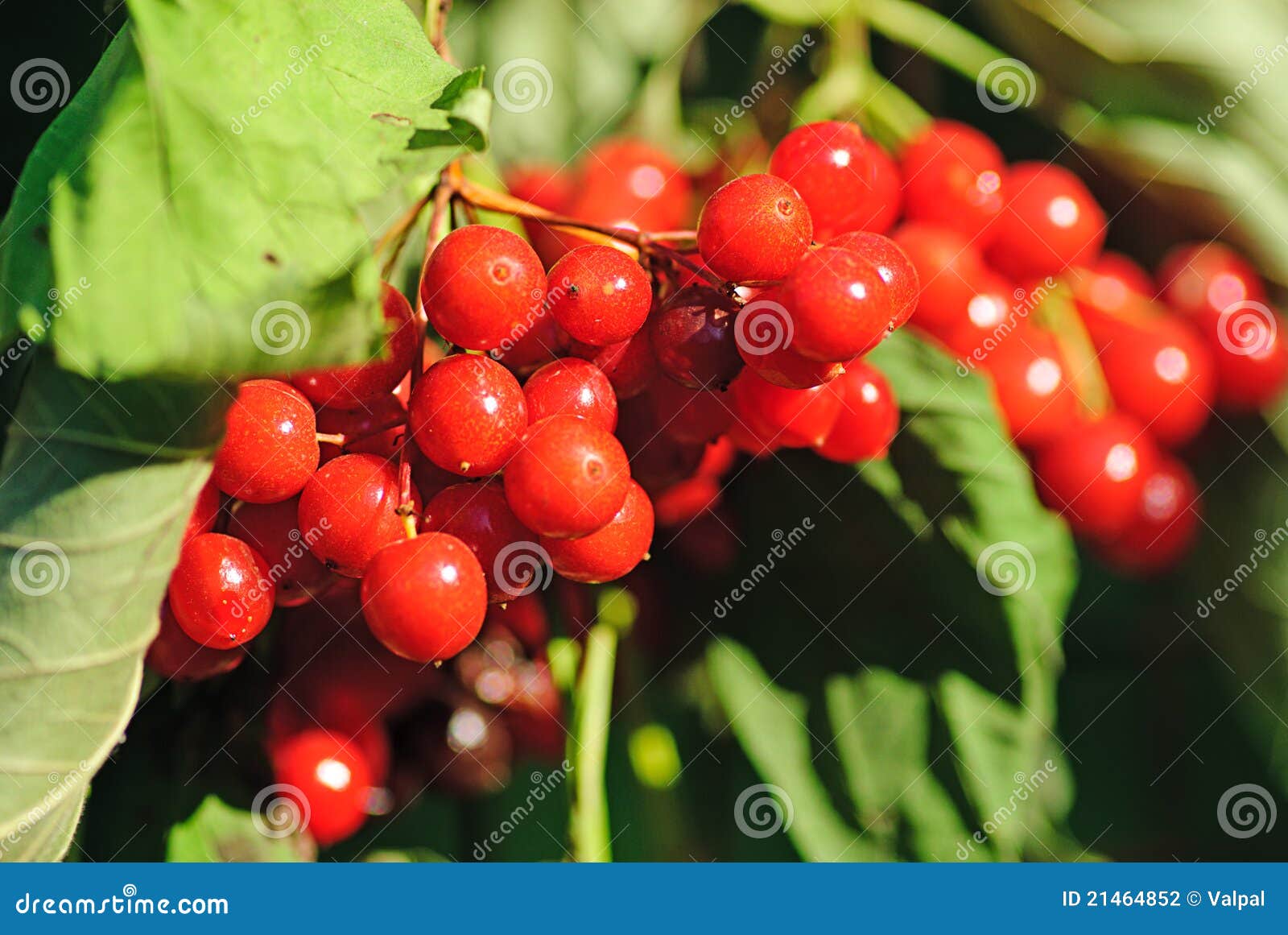 Arbusto Del Viburnum Con Le Bacche Rosse Fotografia Stock - Immagine di ...