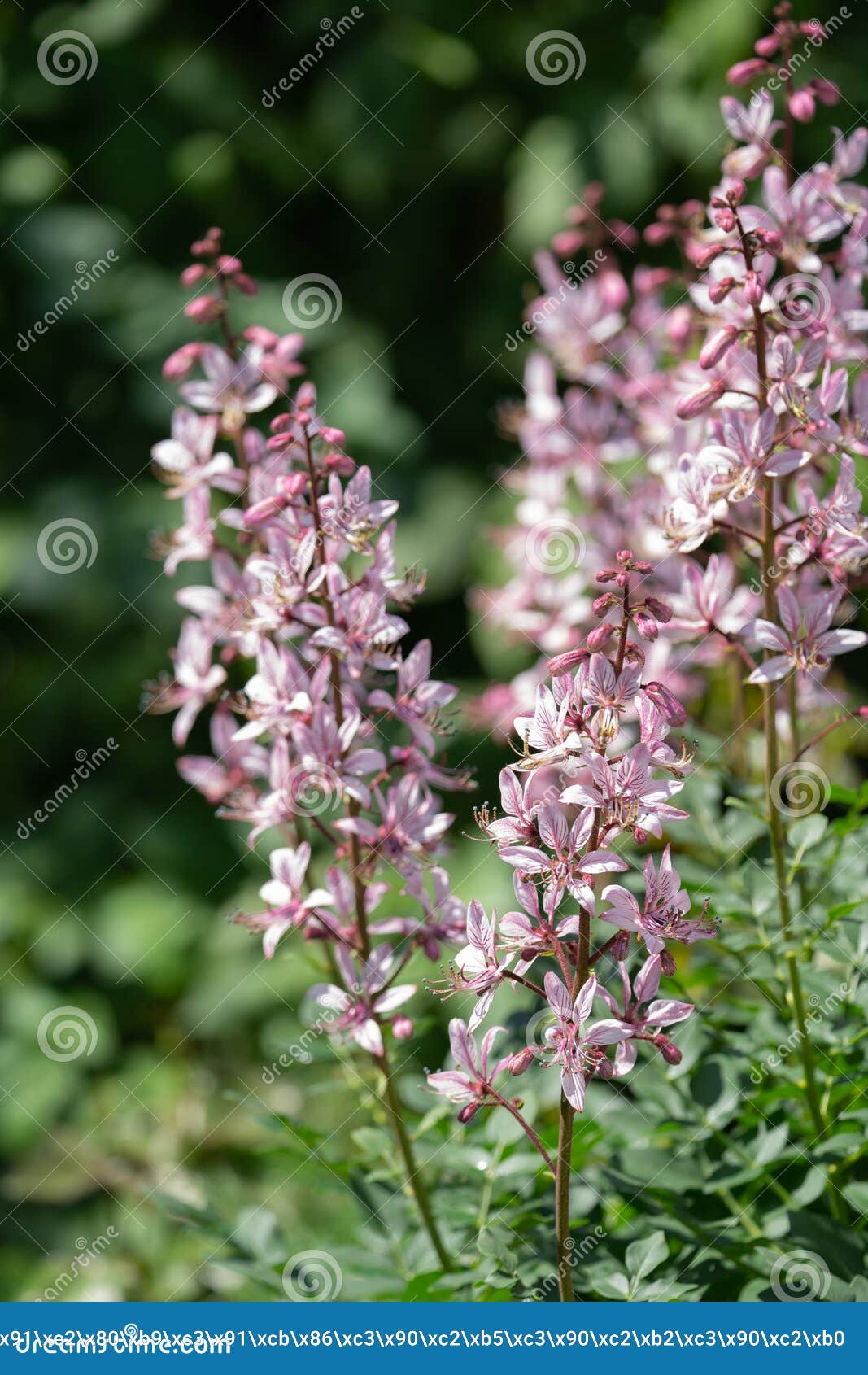 Arbusto Em Chamas Com Flores Roxas Num Fundo Verde Imagem de Stock ...