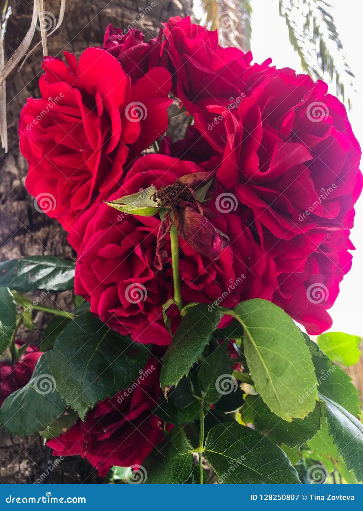 Arbusto Grande De Rosas Rojas Imagen de archivo - Imagen de cierre ...