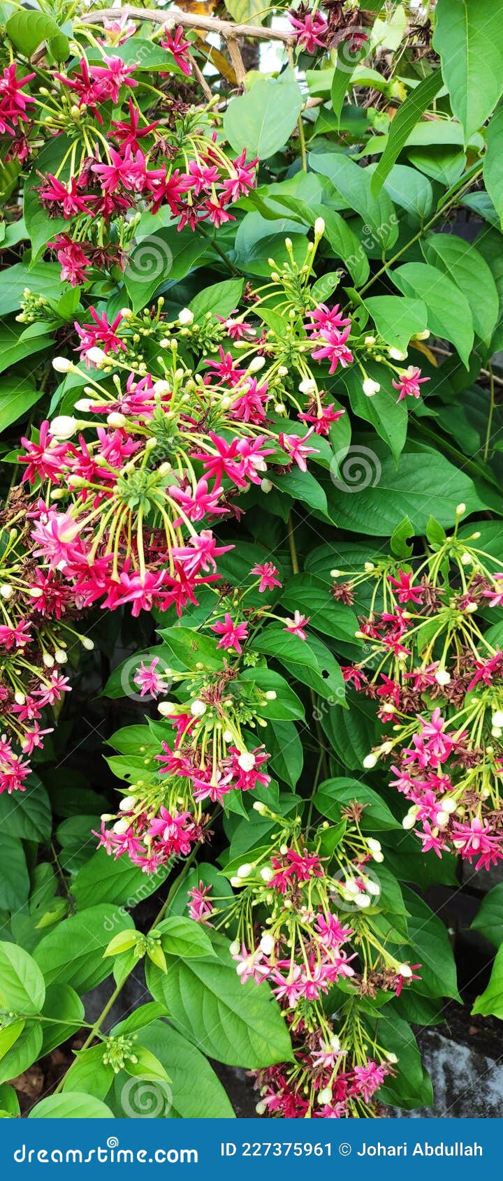 Arbusto Hermoso Con Flores Rojas Imagen de archivo - Imagen de ...