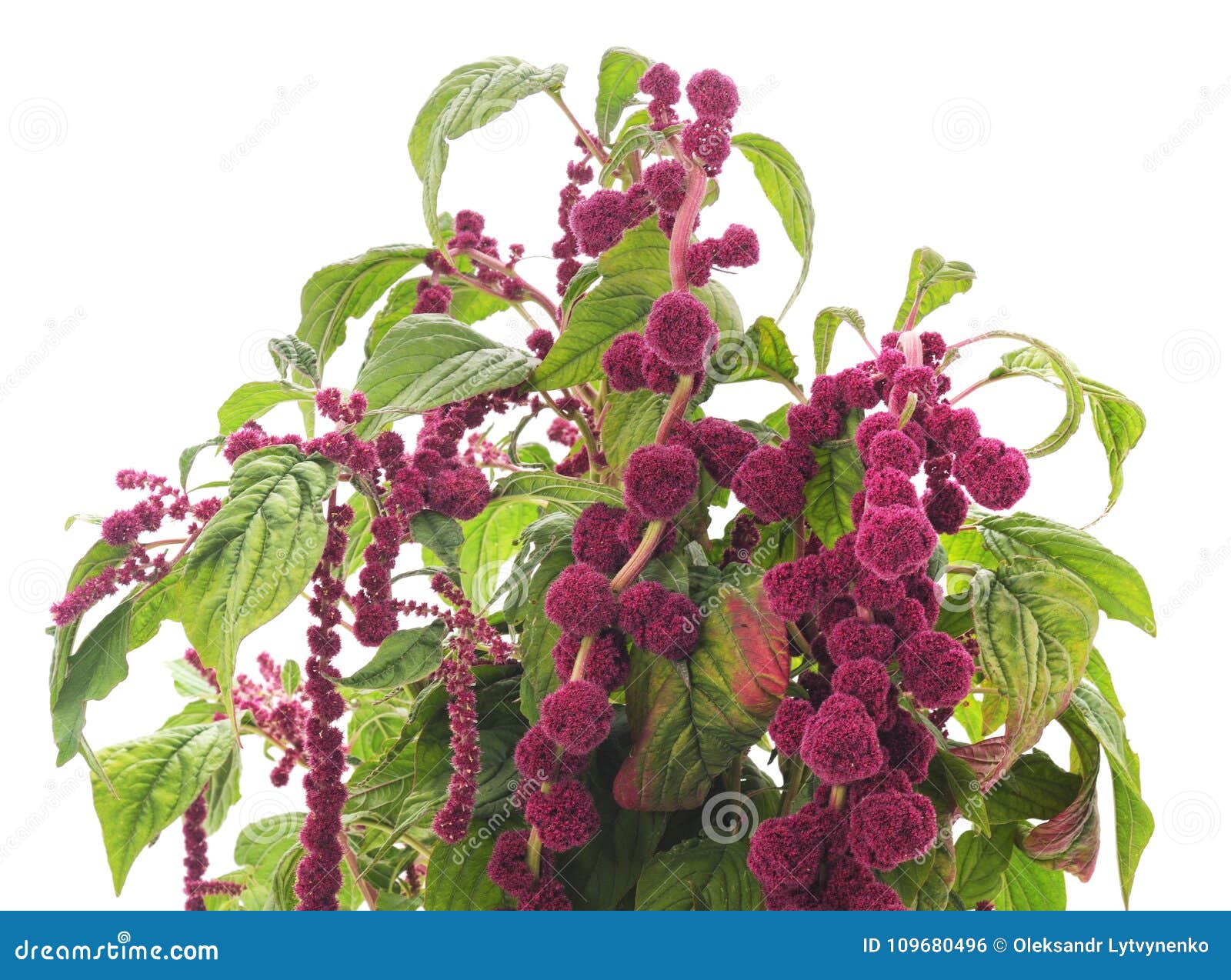 Arbusto Hermoso Del Amaranto Foto de archivo - Imagen de hermoso, flores: 109680496