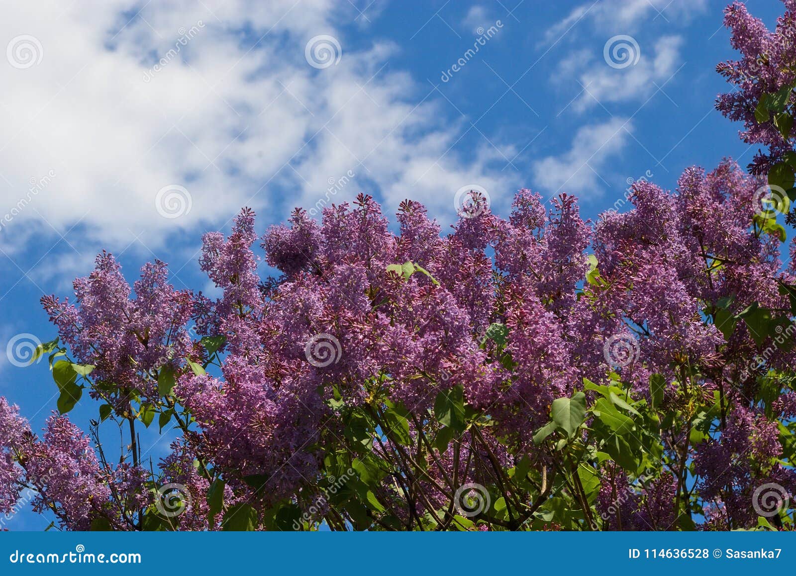 Arbusto lilla rosa fotografia stock. Immagine di fragrante - 114636528