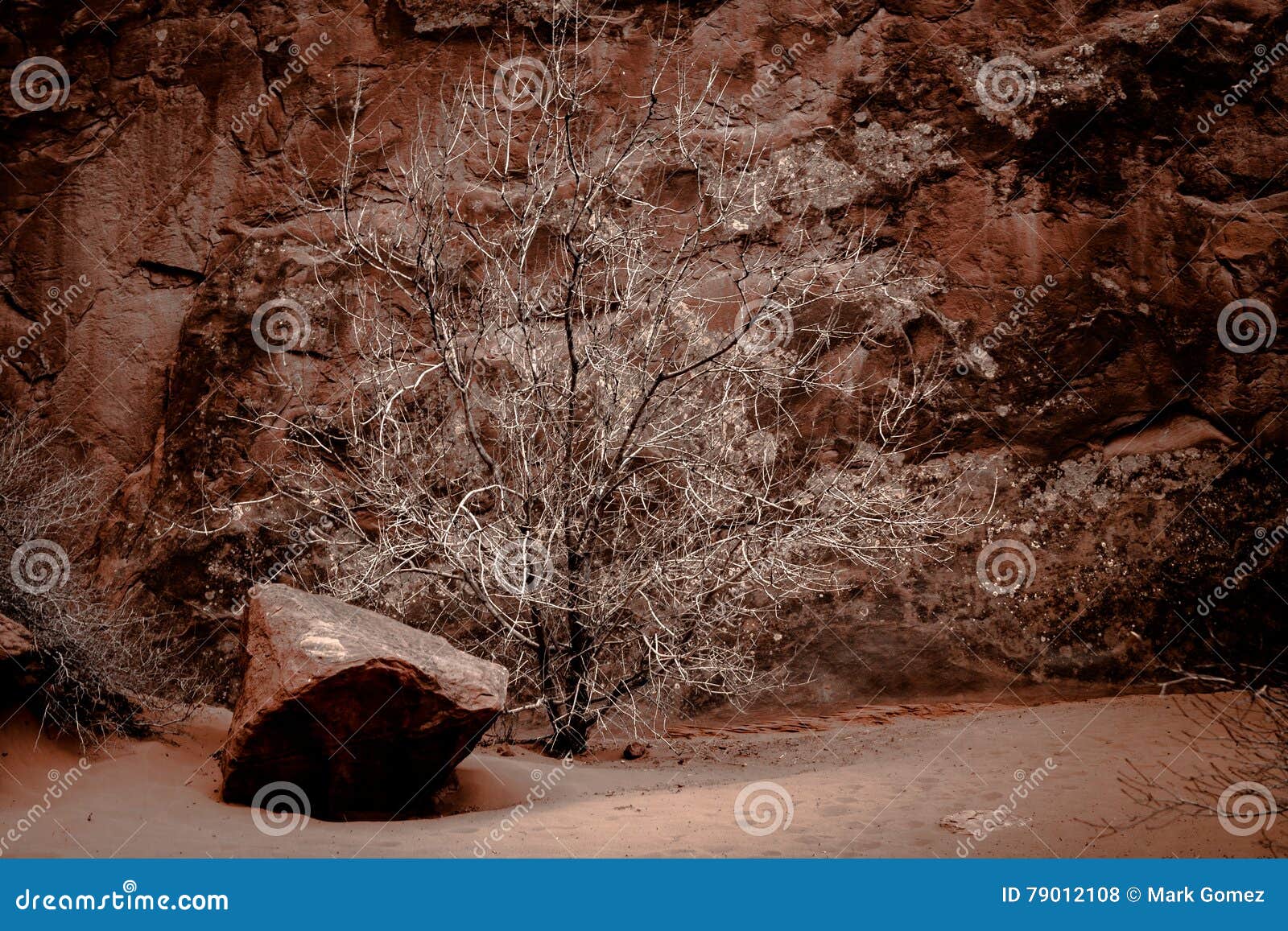 Arbusto muerto en desierto foto de archivo. Imagen de muerto - 79012108