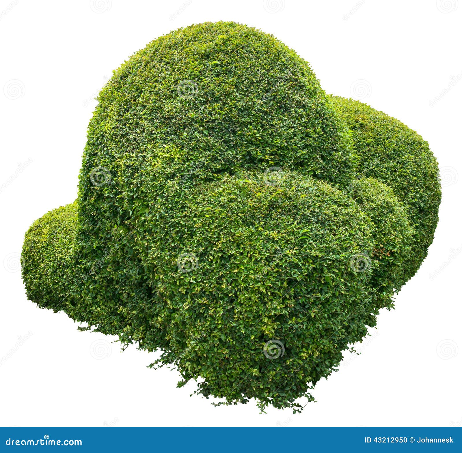 Arbusto ornamental foto de archivo. Imagen de forma, ornamental - 43212950