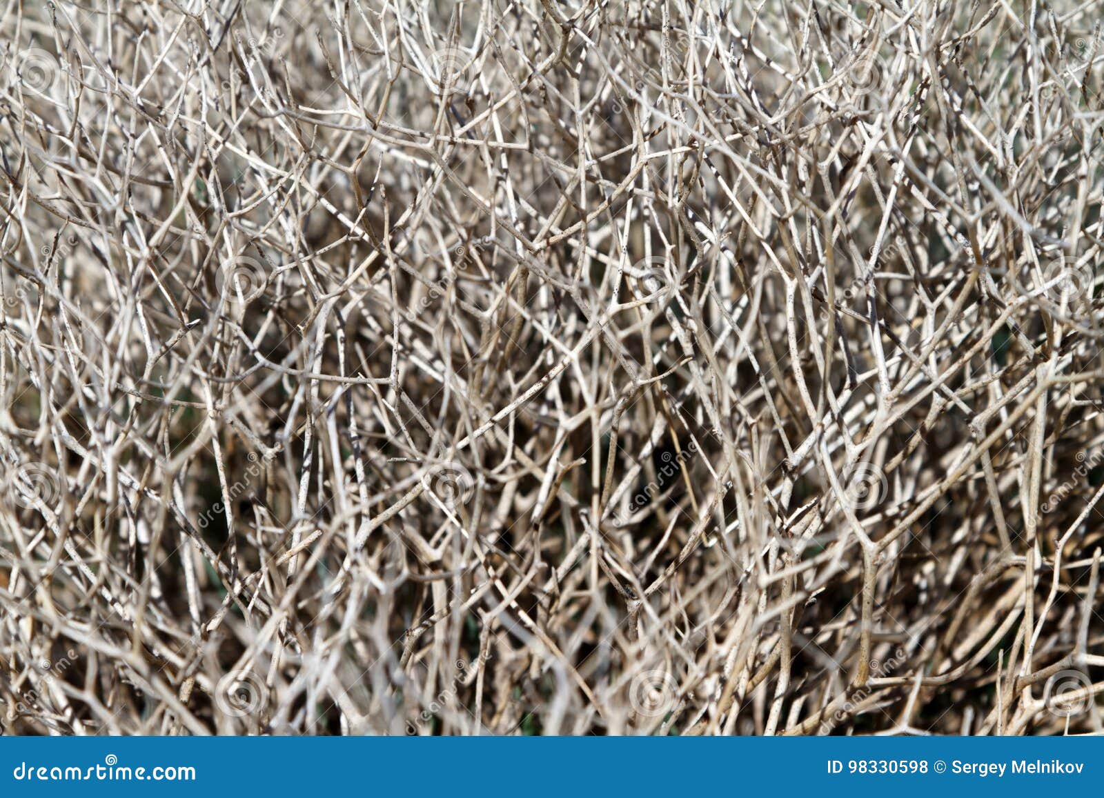 Arbusto seco muerto gris foto de archivo. Imagen de alejado - 98330598