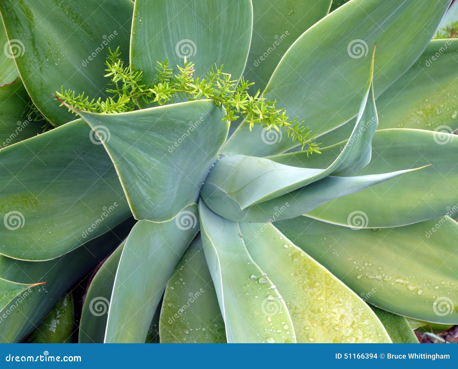 Arbusto Verde, Agave Attenuata Fotografia Stock - Immagine di aloe ...