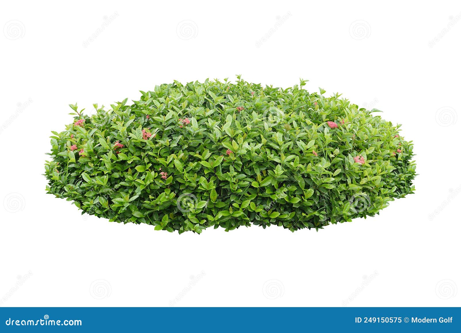 Arbusto Verde Aislado Sobre Fondo Blanco . Imagen de archivo - Imagen ...