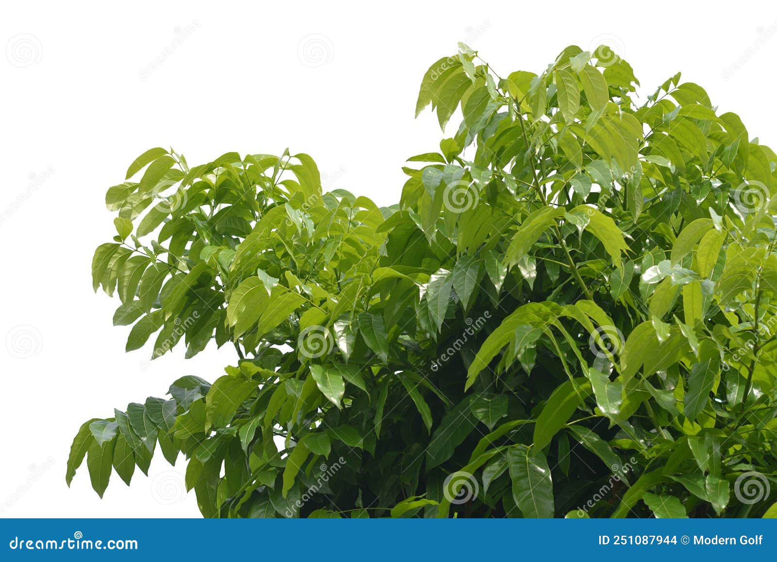 Arbusto Verde Aislado Sobre Fondo Blanco Foto de archivo - Imagen de ...