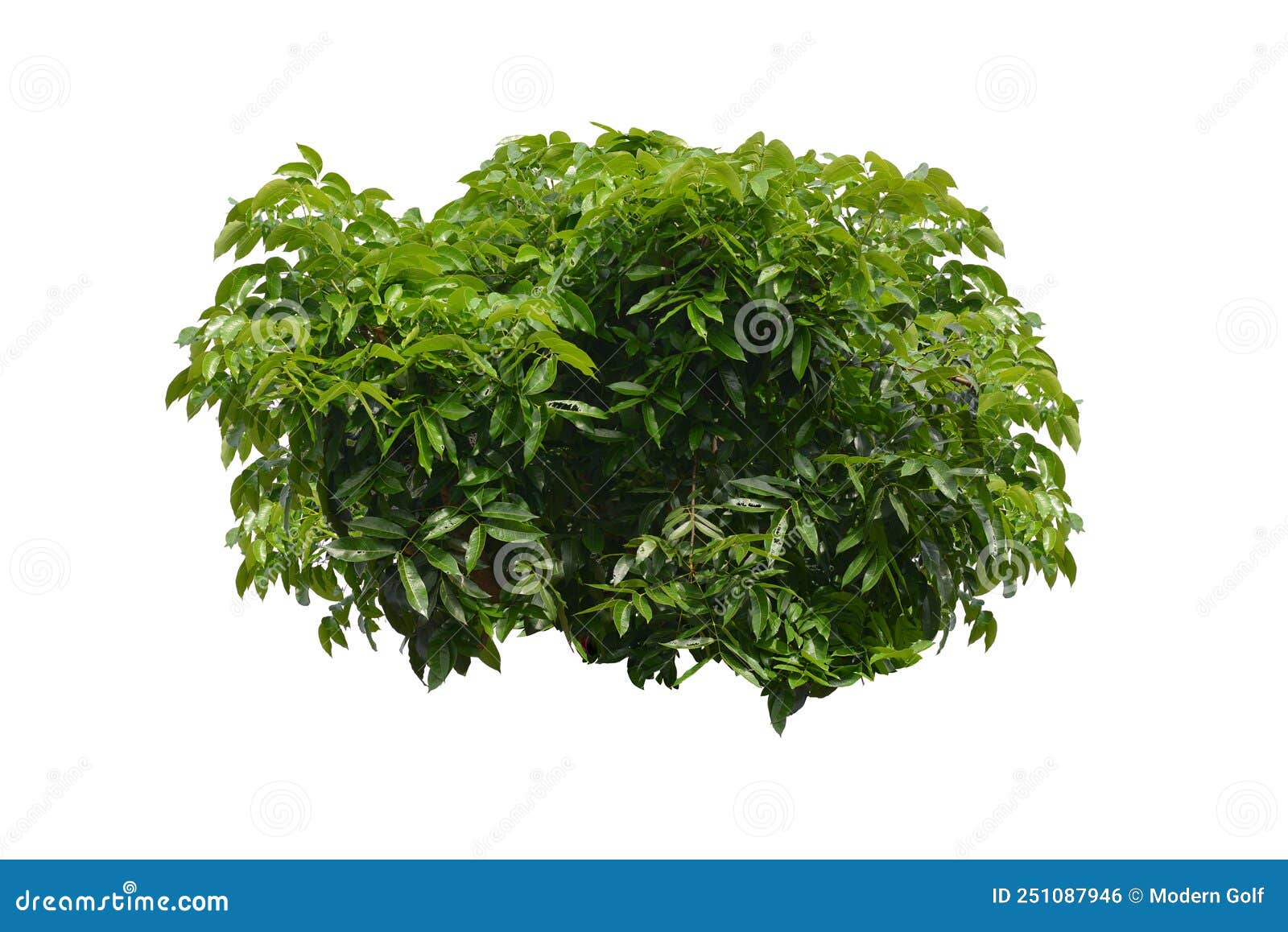 Arbusto Verde Aislado Sobre Fondo Blanco Foto de archivo - Imagen de ...