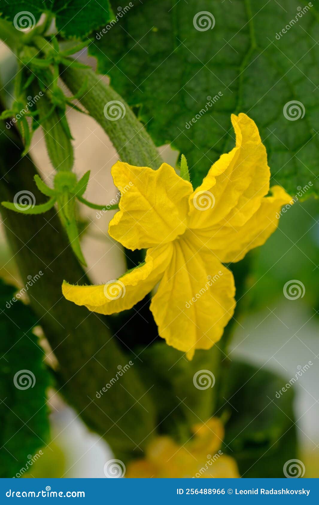 Arbusto Verde Com a Flor Amarela Do Pepino Foto de Stock - Imagem de ...