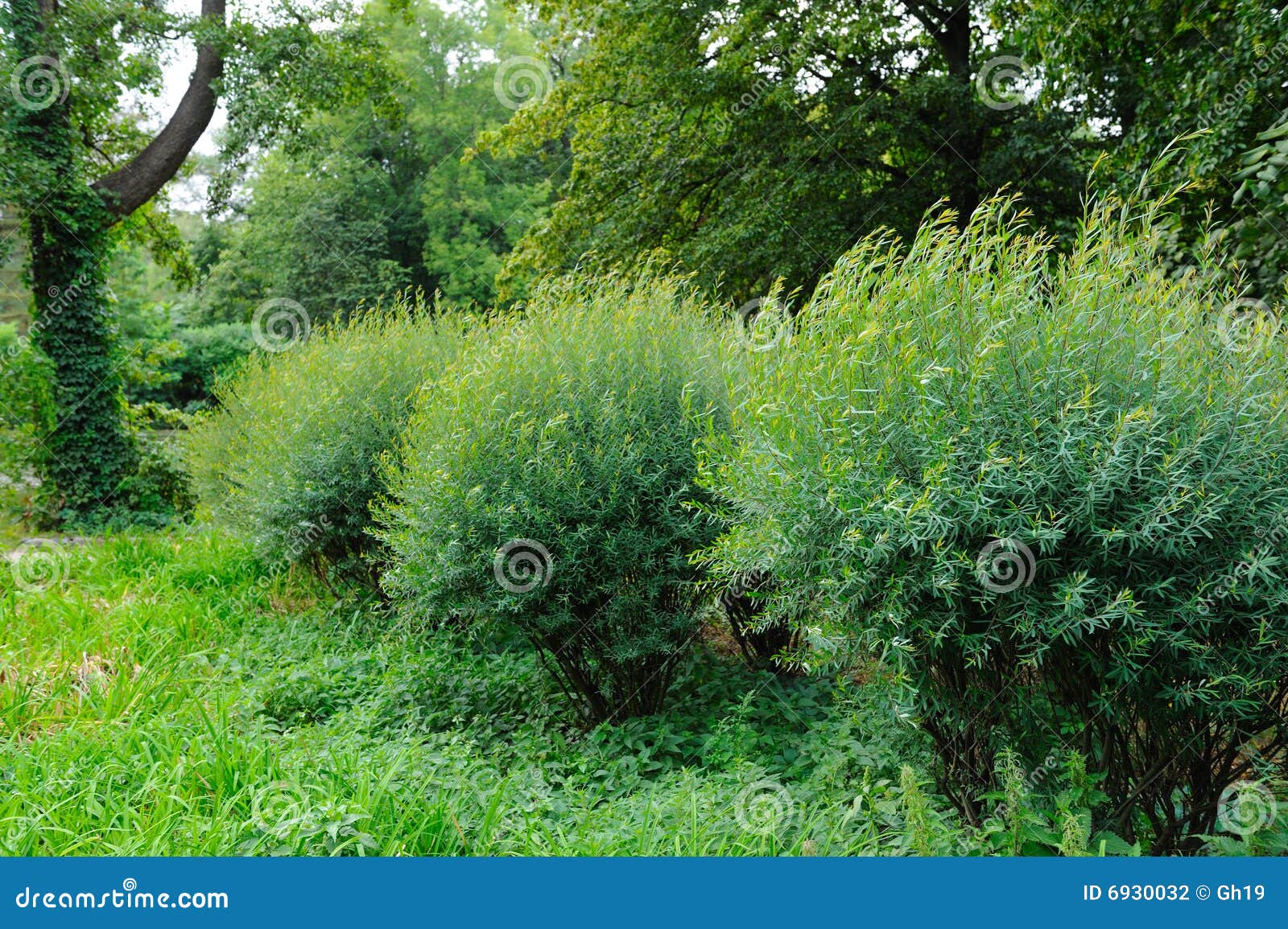 Arbustos foto de stock. Imagem de horizontal, verde, fileira - 6930032
