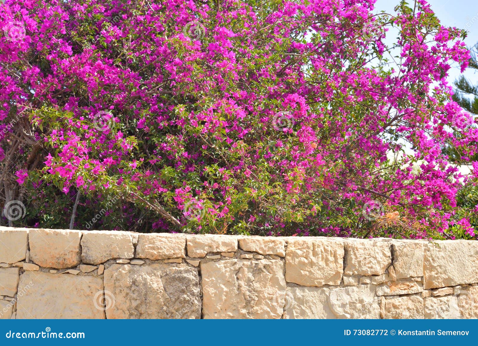 Arbustos Con Las Flores Rojas Foto de archivo - Imagen de caliza ...