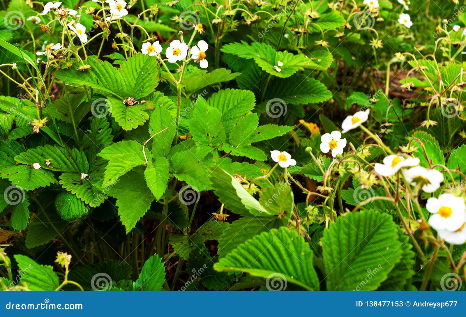Arbustos De Fresa De Florecimiento Imagen de archivo - Imagen de postre ...