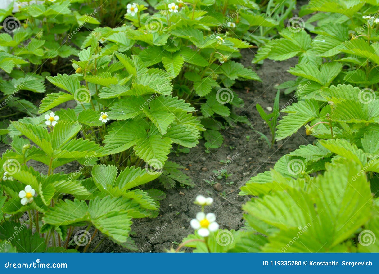 Arbustos de fresa verdes foto de archivo. Imagen de alimento - 119335280