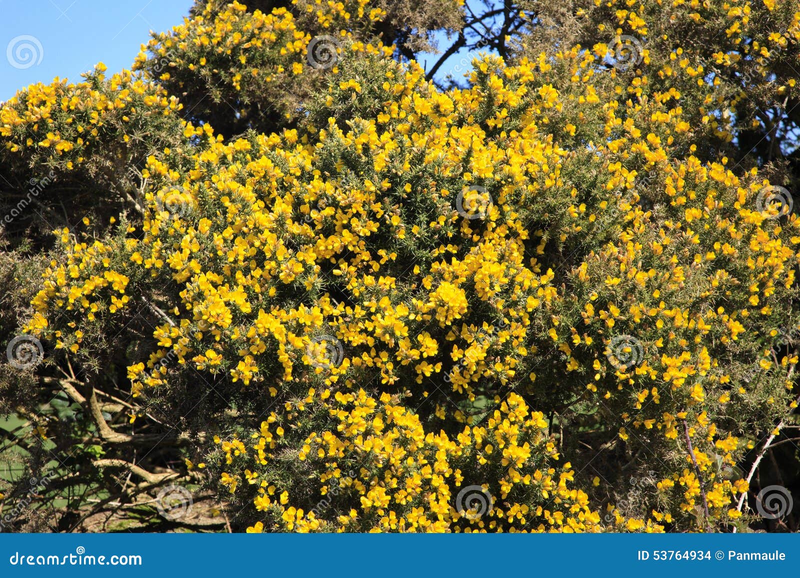 Arbustos De La Aulaga En Los Acantilados De Devon Foto de archivo ...