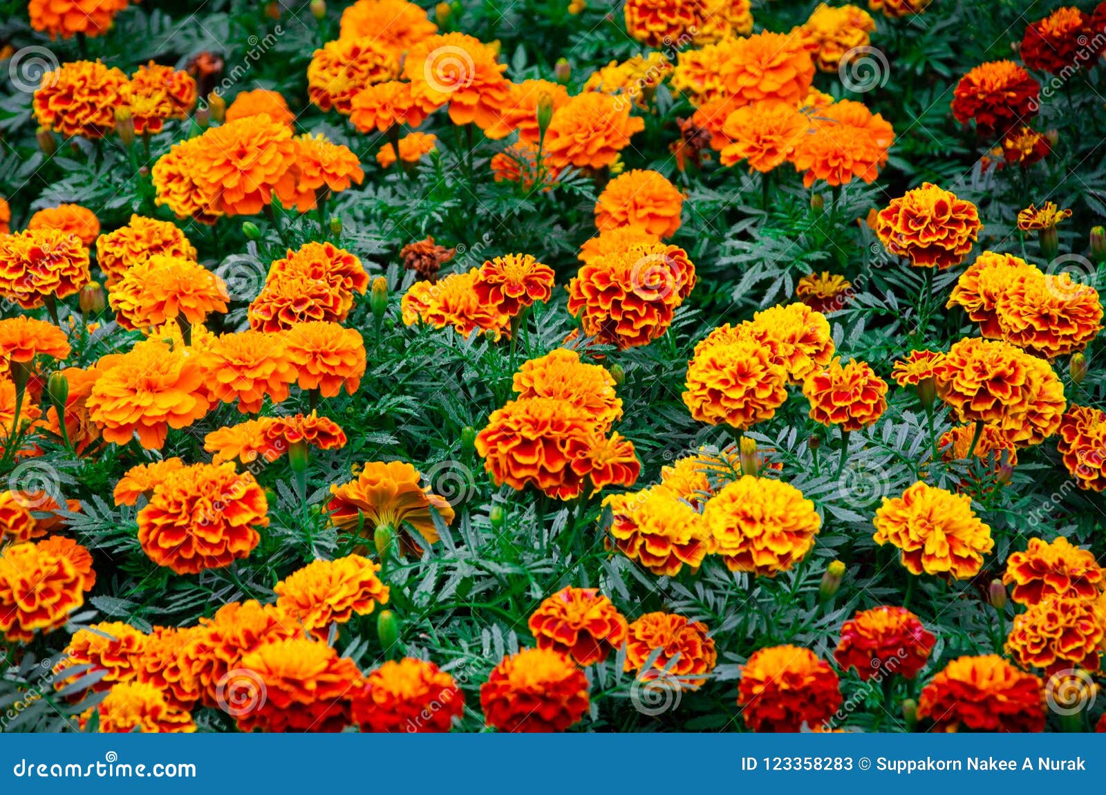 Arbustos De La Flor De La Maravilla Imagen de archivo - Imagen de ...