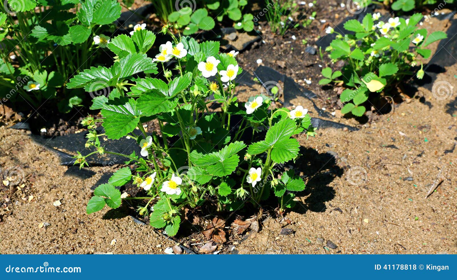 Arbustos de la fresa foto de archivo. Imagen de flores - 41178818