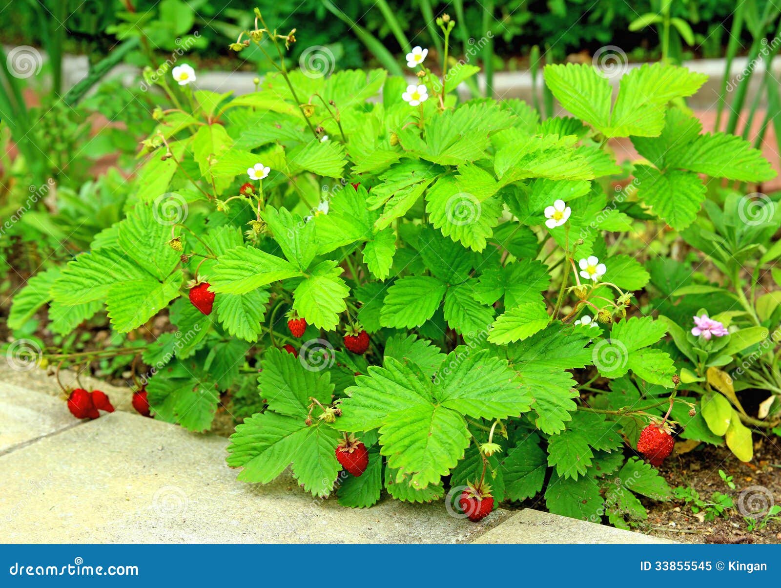 Arbustos De La Fresa Salvaje Imagen de archivo - Imagen de primer ...