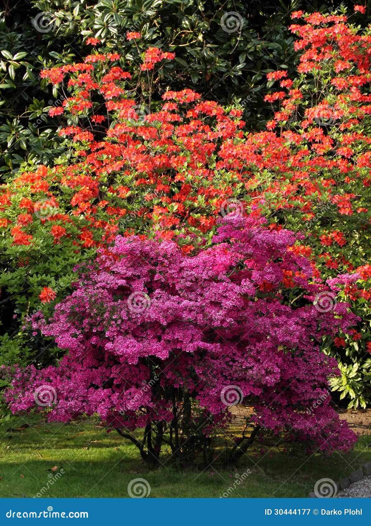 Arbustos Florecientes De La Azalea Imagen de archivo - Imagen de azalea ...