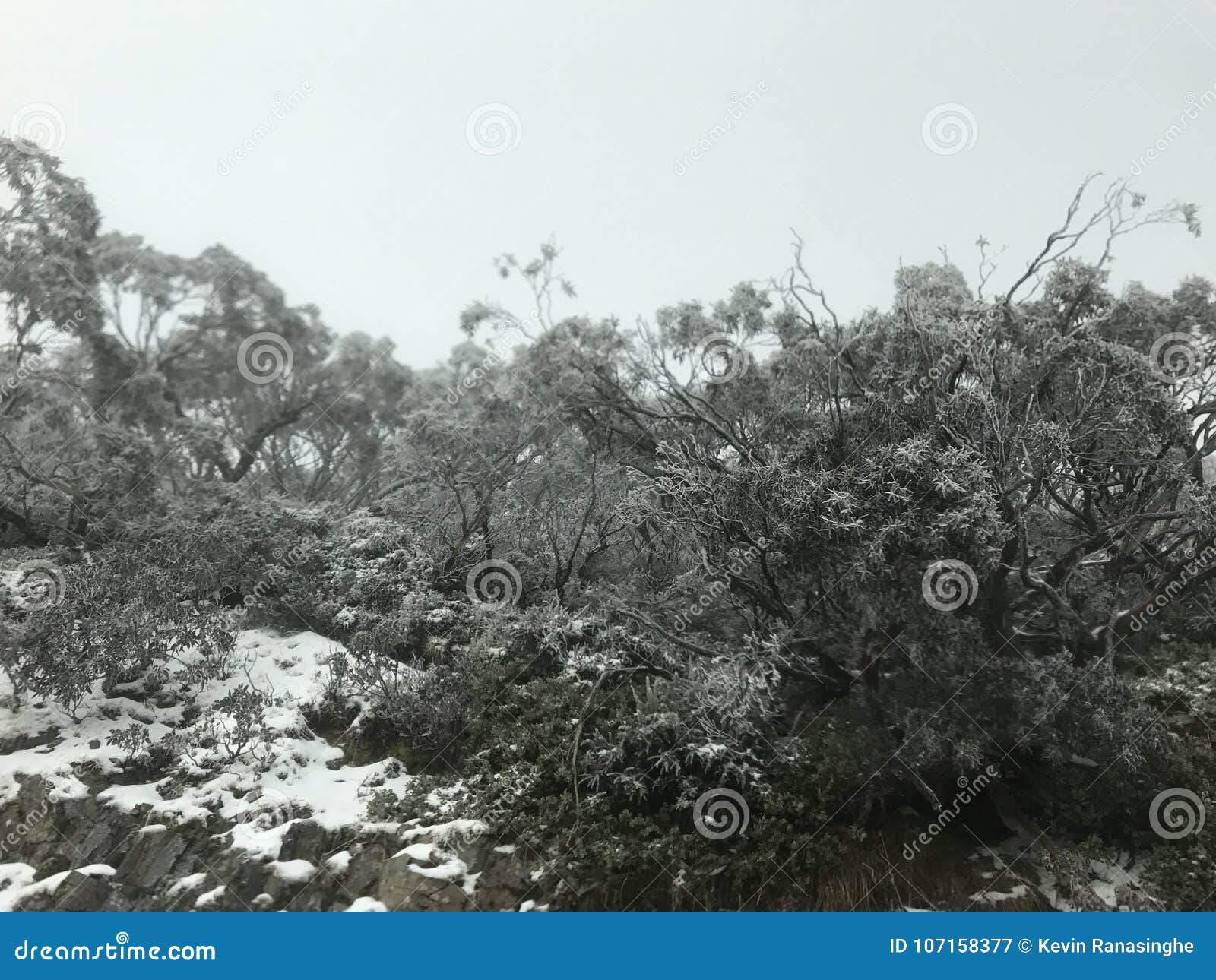 Arbustos Muertos Con Las Ramas Nevosas Imagen de archivo - Imagen de ...
