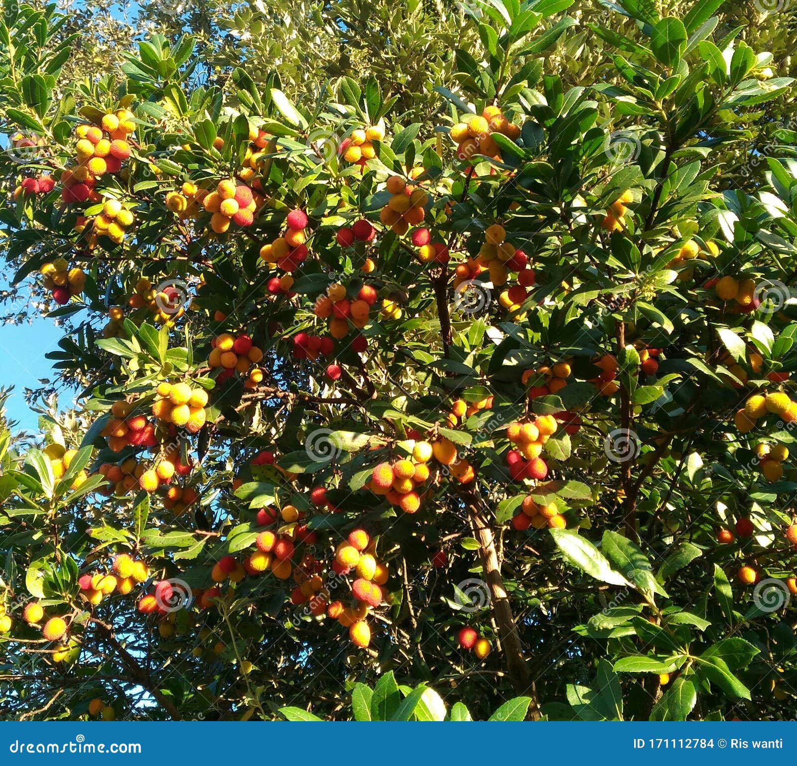 Arbustus Unedo, an Antique Fruit Tree, Strawbery Tree Stock Photo ...