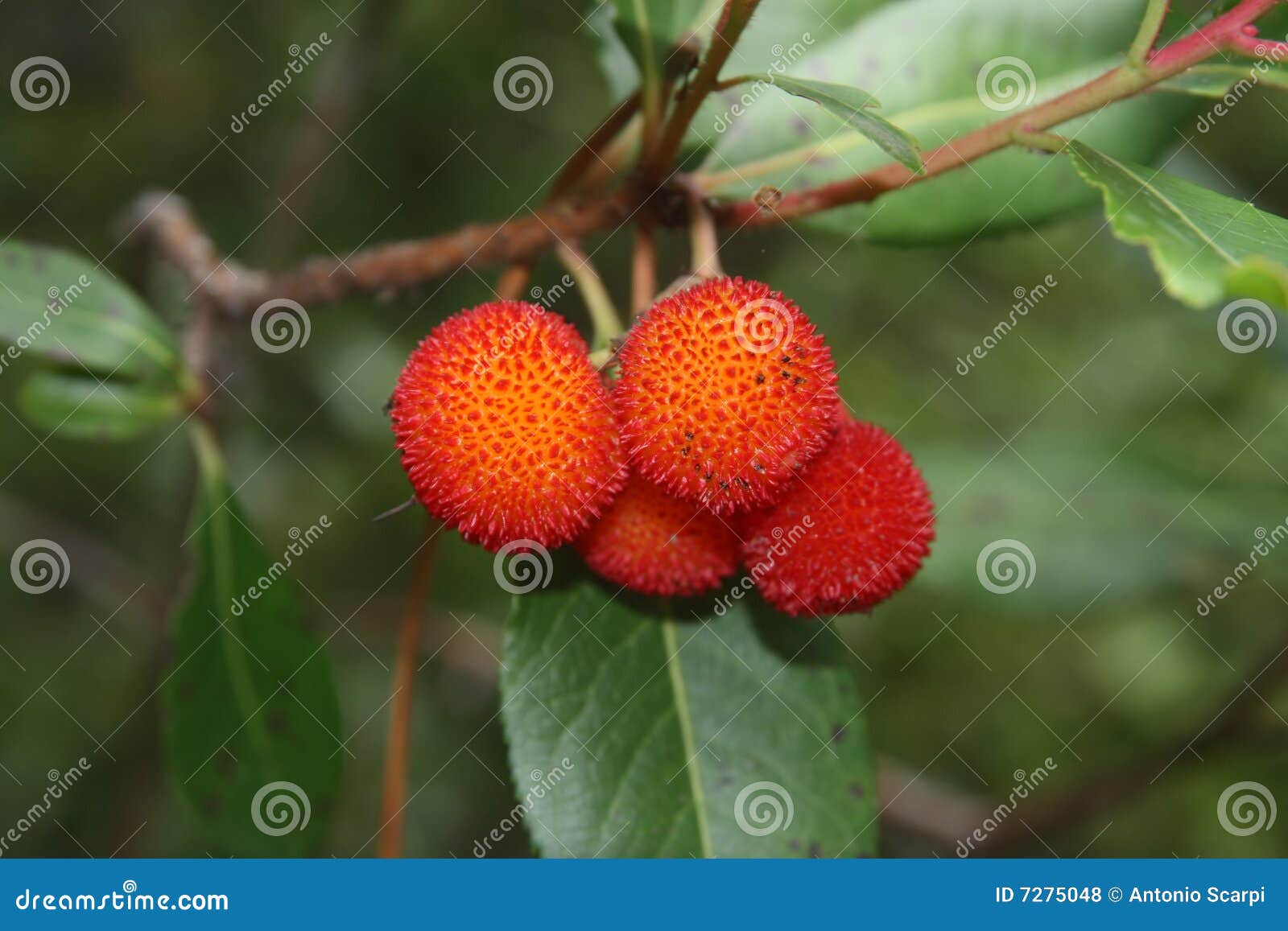 Arbutus stock photo. Image of edulis, plant, unedo, berry - 7275048