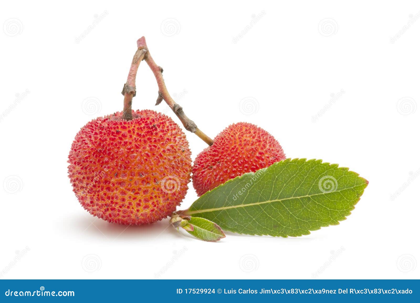 Arbutus fruit stock photo. Image of organic, natural - 17529924