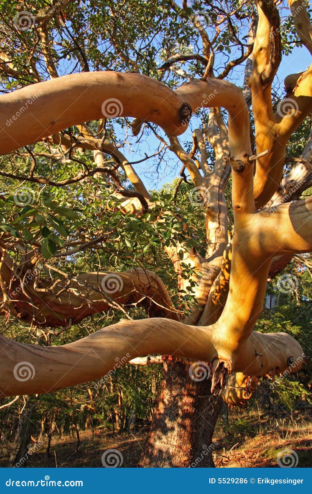 Arbutus tree stock photo. Image of leaves, peel, pacific - 5529286