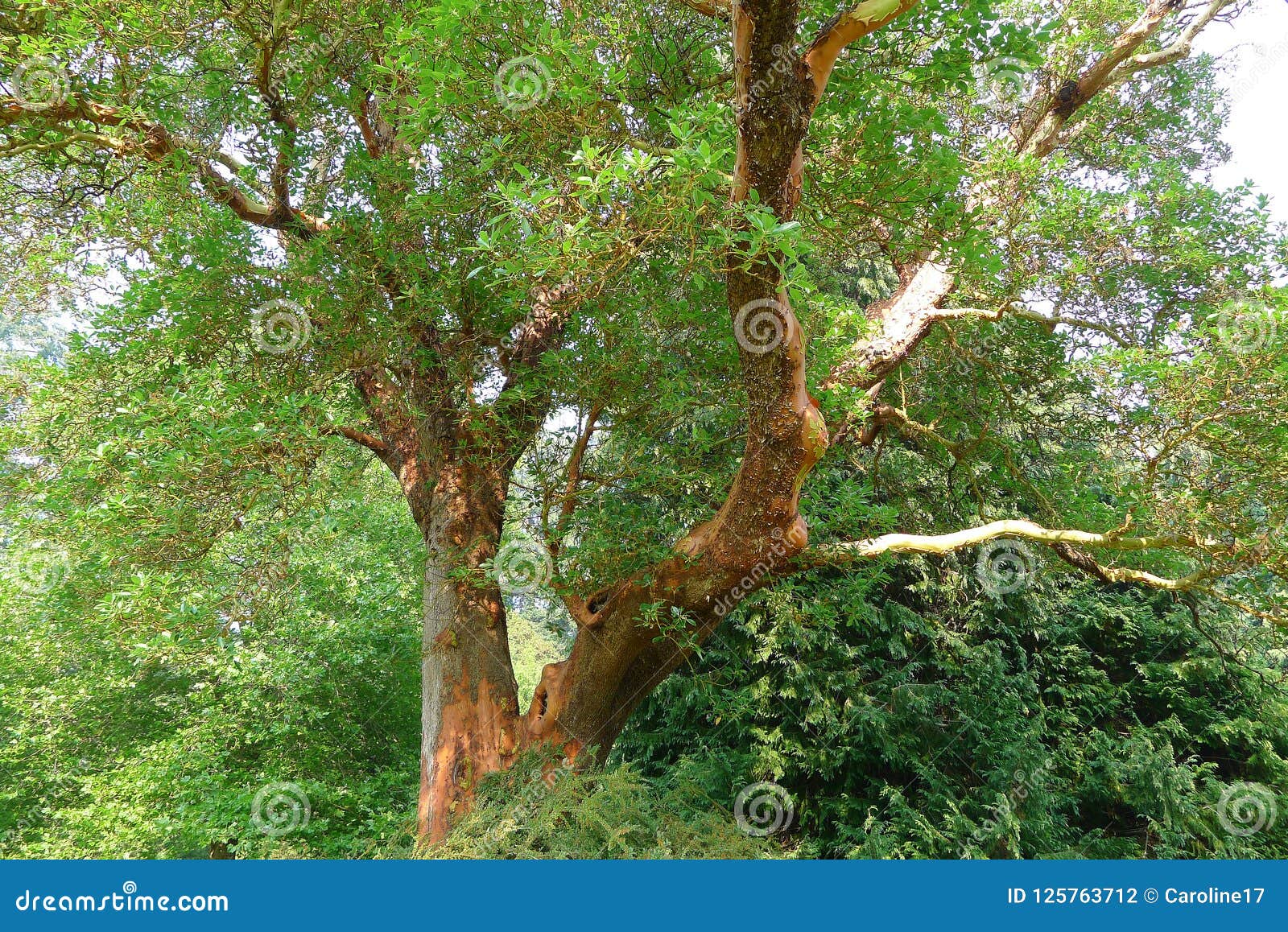 Arbutus Tree stock photo. Image of tree, curved, huge - 125763712
