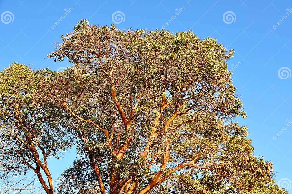 Arbutus Trees stock photo. Image of tree, isolated, sunset - 8118648