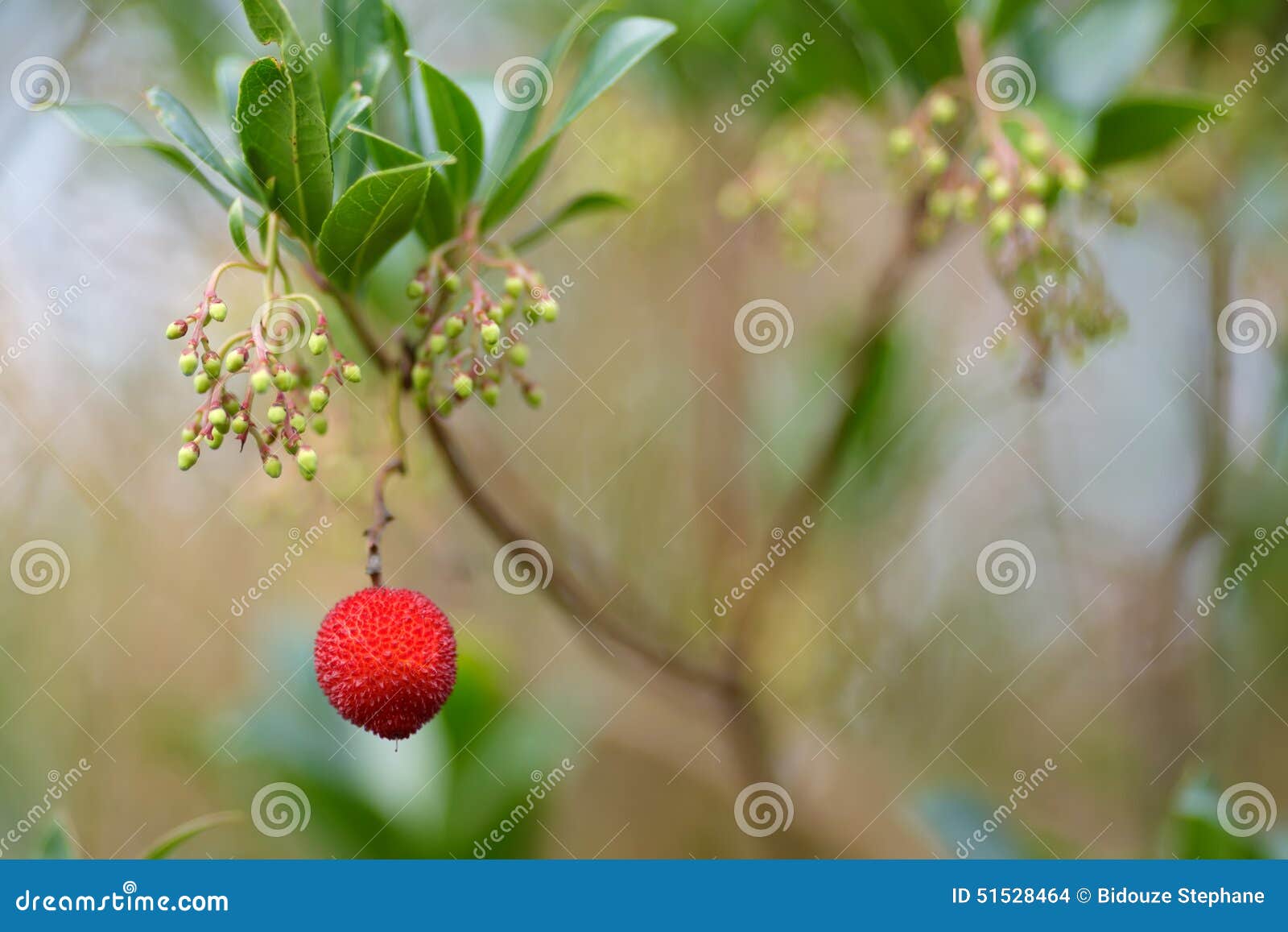 Arbutus unedo berry stock photo. Image of leaf, arbutus - 51528464