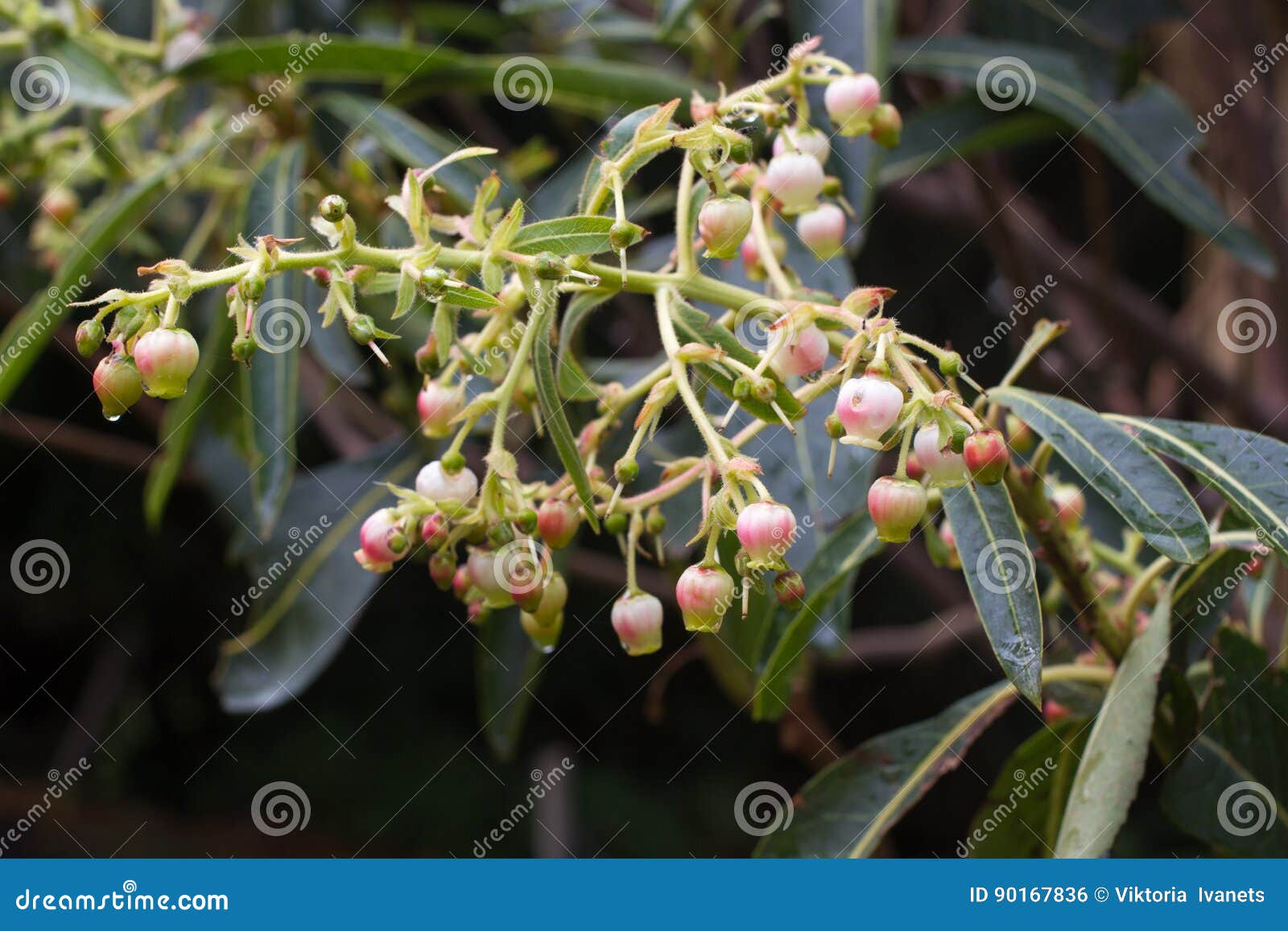 Arbutus Unedo. Strawberry Tree Small Flowers in Clusters Stock Photo ...