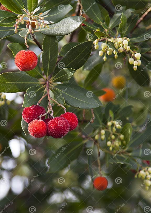 Arbutus Unedo tree stock image. Image of plant, close - 27618651