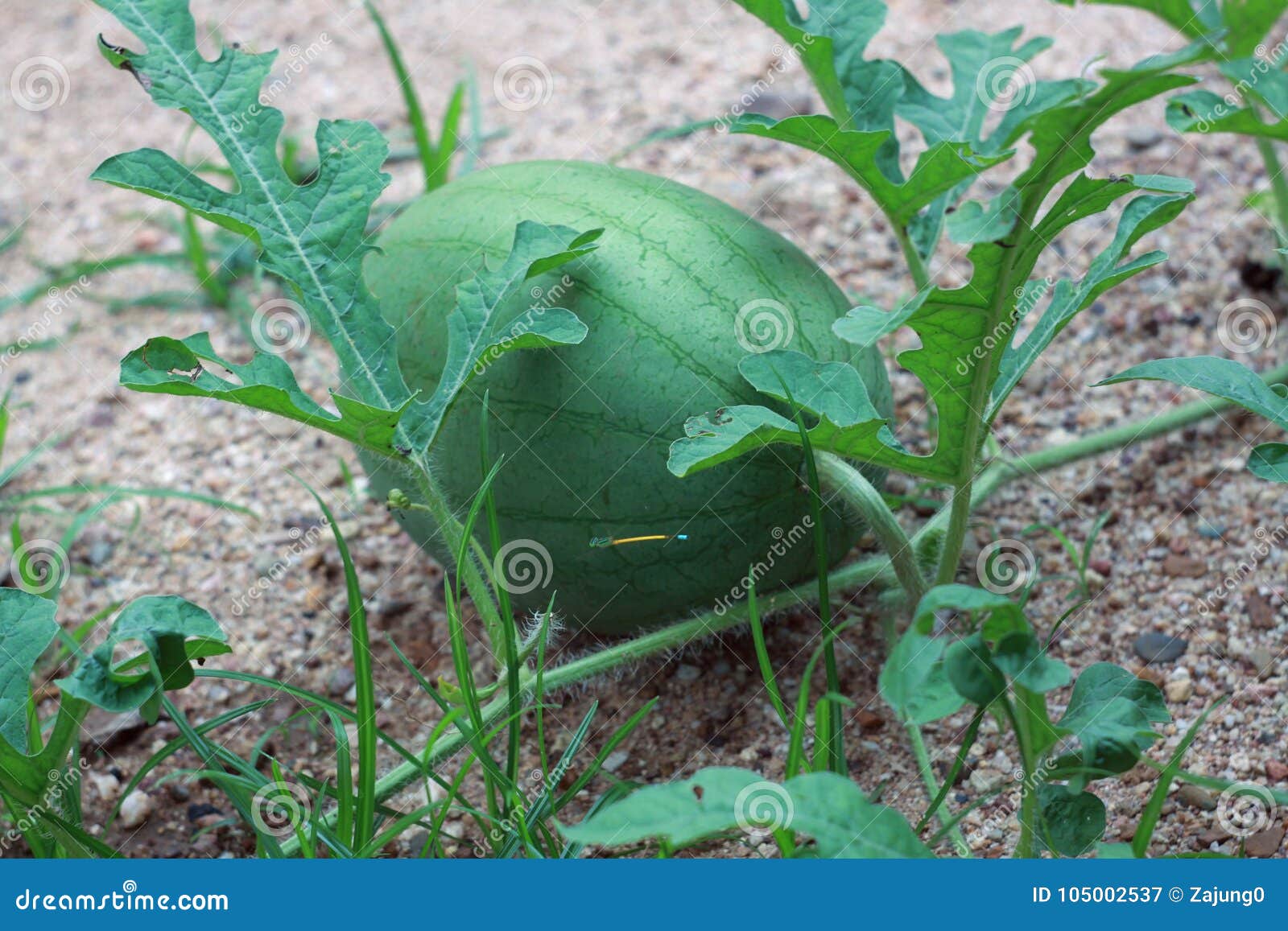 Arbuz obraz stock. Obraz złożonej z greenbacks, organicznie - 105002537
