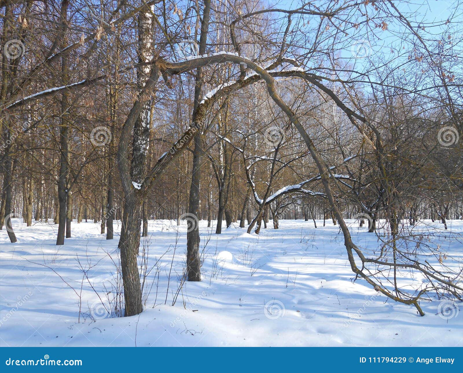 Tree Arc in the Winter Park. Stock Image - Image of snow, deep: 111794229