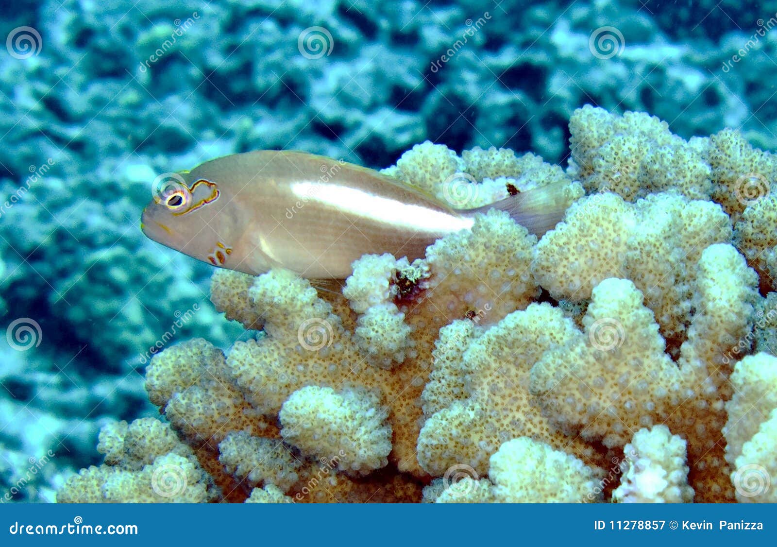 Arc-Eye Hawkfish stock image. Image of vacation, exotic - 11278857