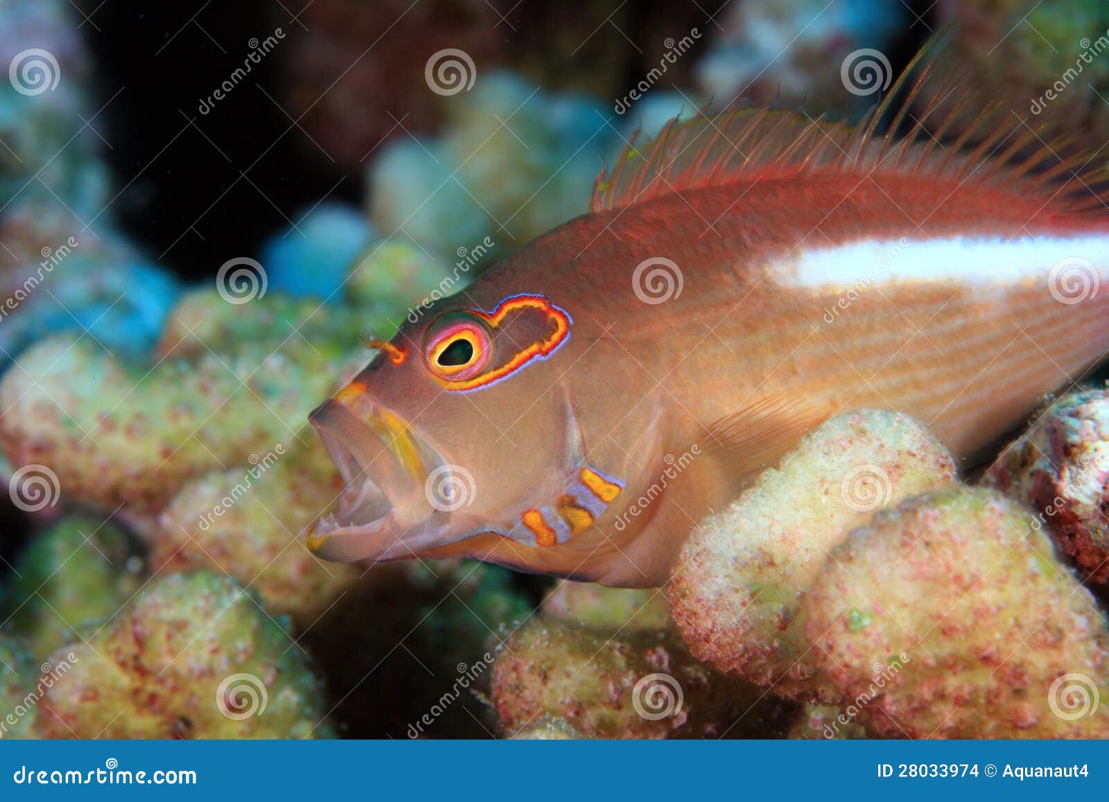 Arc-eye hawkfish stock photo. Image of beautiful, marine - 28033974