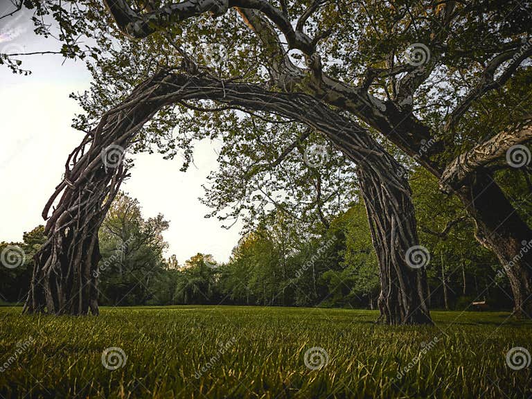 Arc Formed with Tree Branches in a Forest with Green Grass and Trees ...