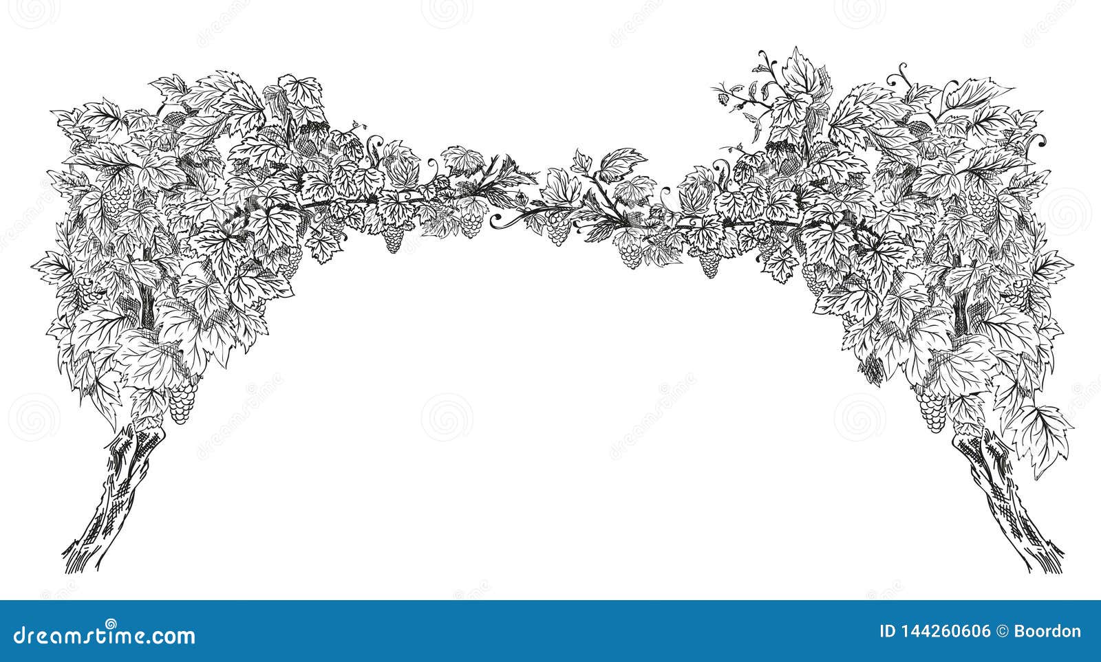 Arc From Of Grapevine Horizont Hand Drawn Sketch Vector Illustration ...