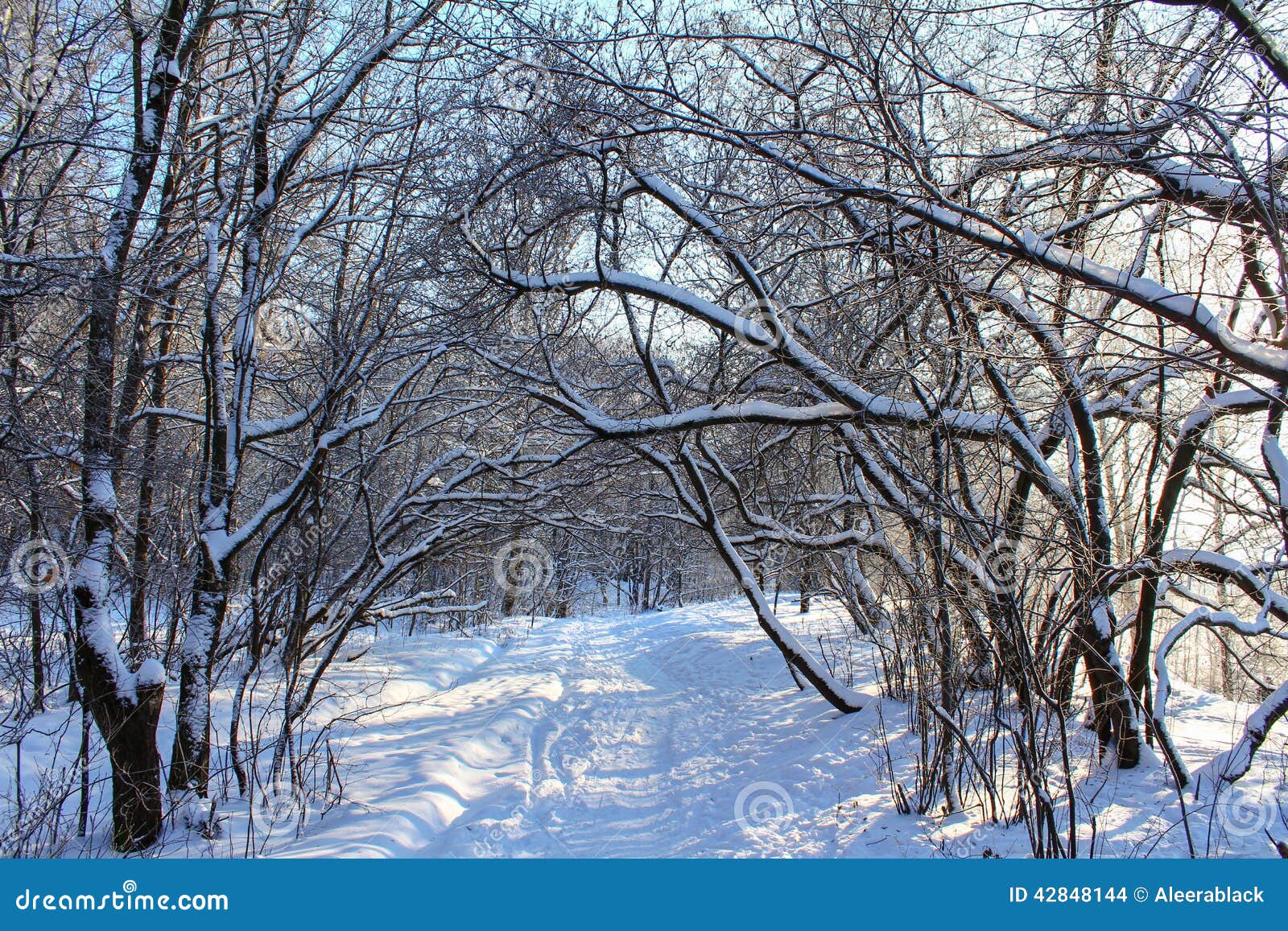 Arc of tree stock photo. Image of tree, tangle, snow - 42848144