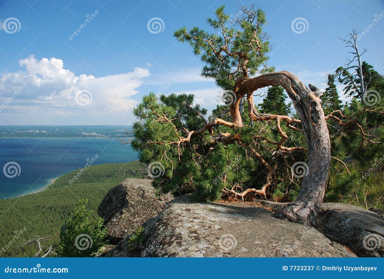 Arc tree view stock image. Image of cloud, wood, blue - 7723237