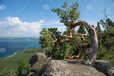 Arc tree view stock image. Image of cloud, wood, blue - 7723237
