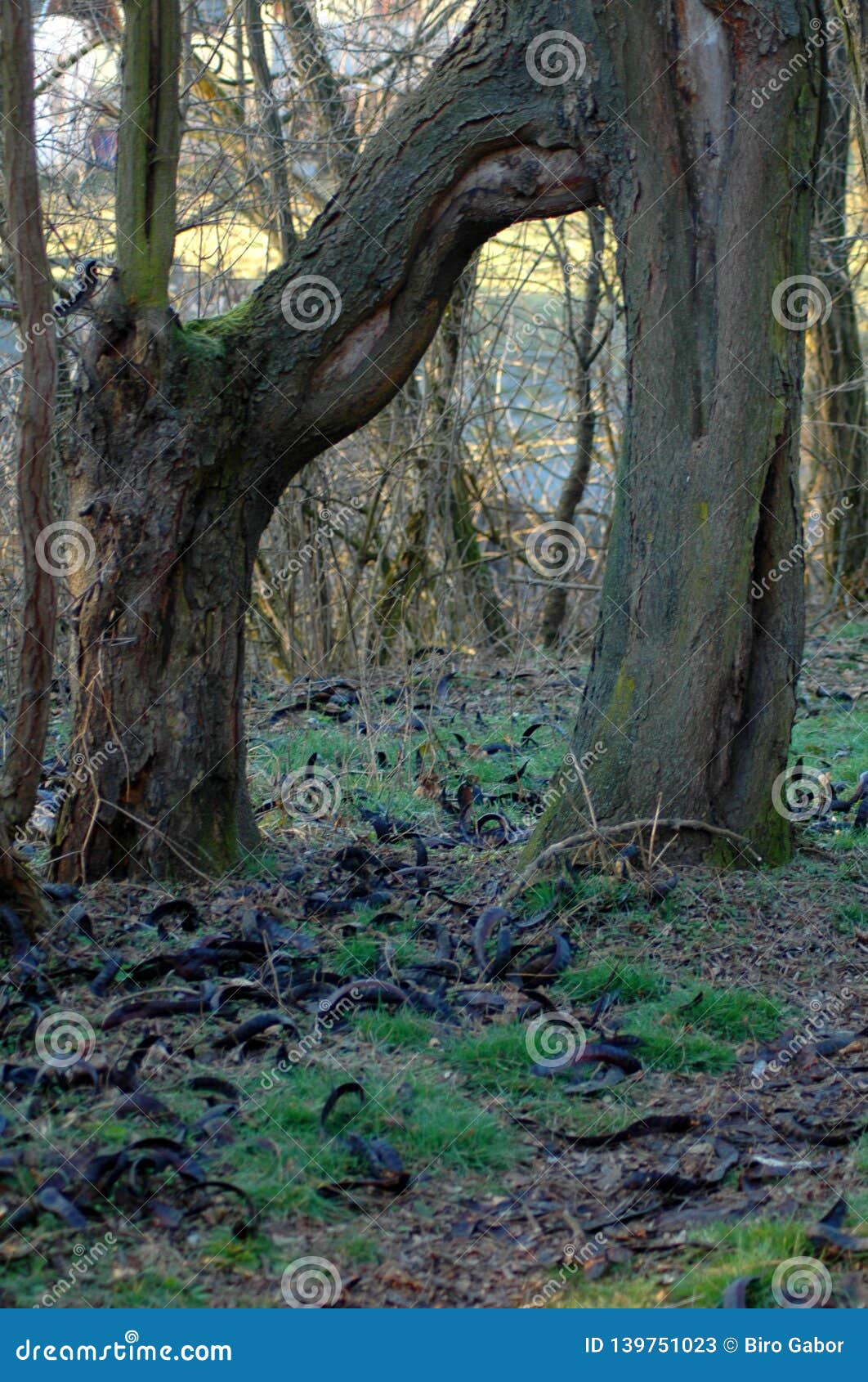 Arc from trees in autumn. stock image. Image of nature - 139751023