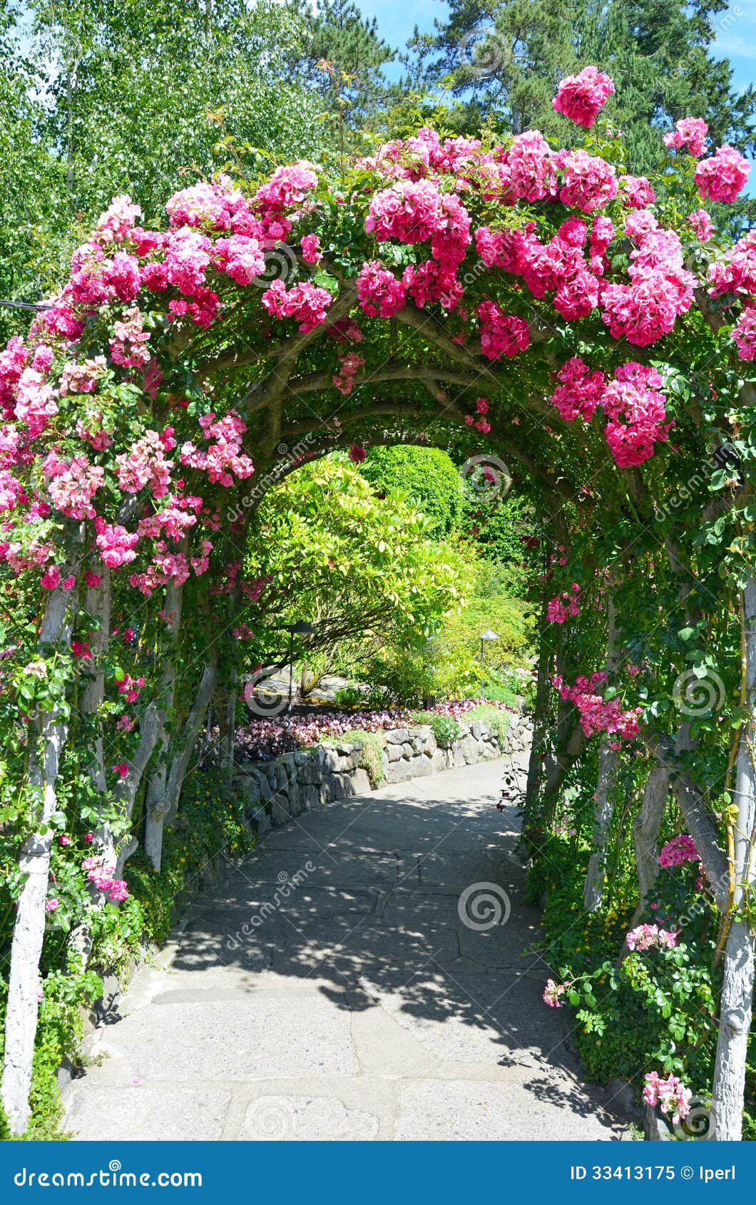 Arcada Cor-de-rosa Do Jardim De Rosas Imagem de Stock - Imagem de ...