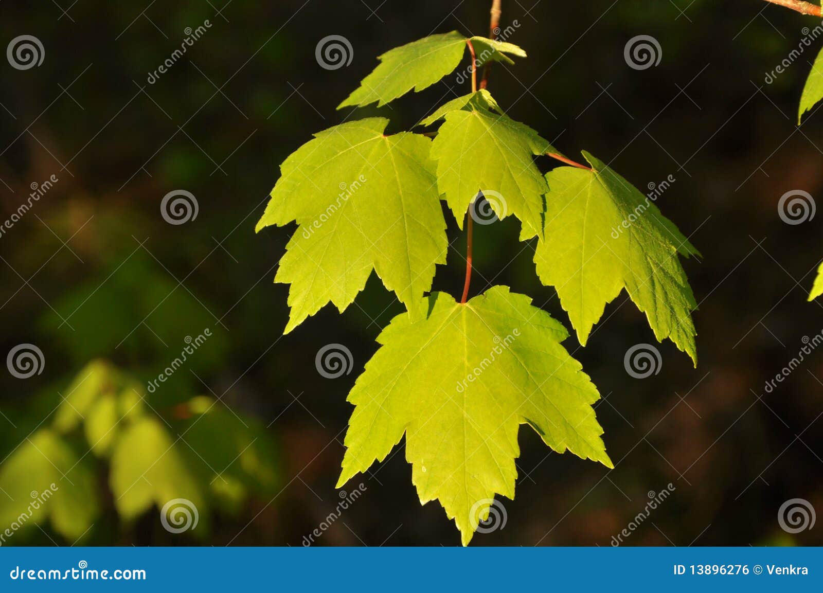 Arce Imagen. Imagen: 13896276