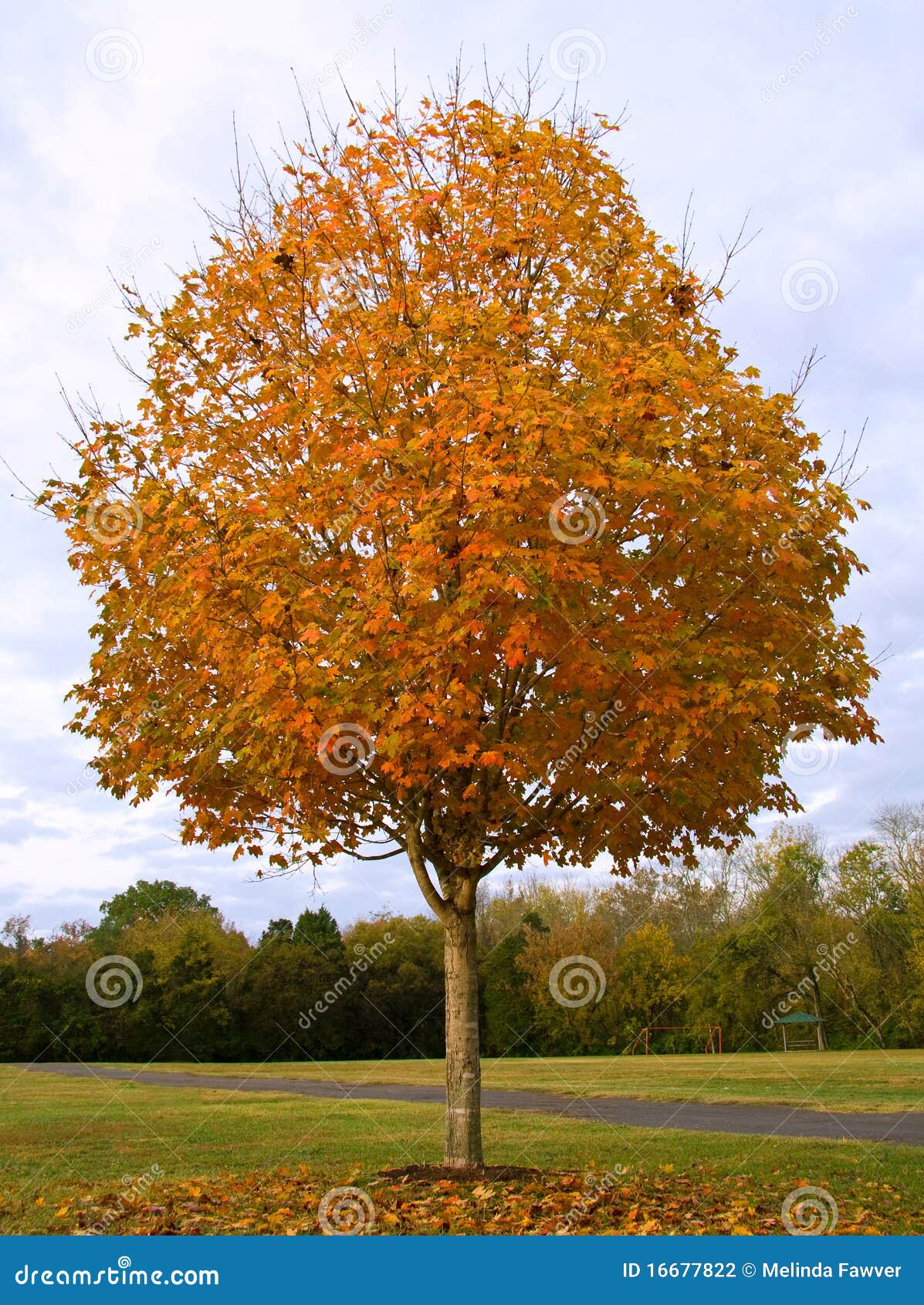 Arce de azúcar de la caída foto de archivo. Imagen de hoja - 16677822